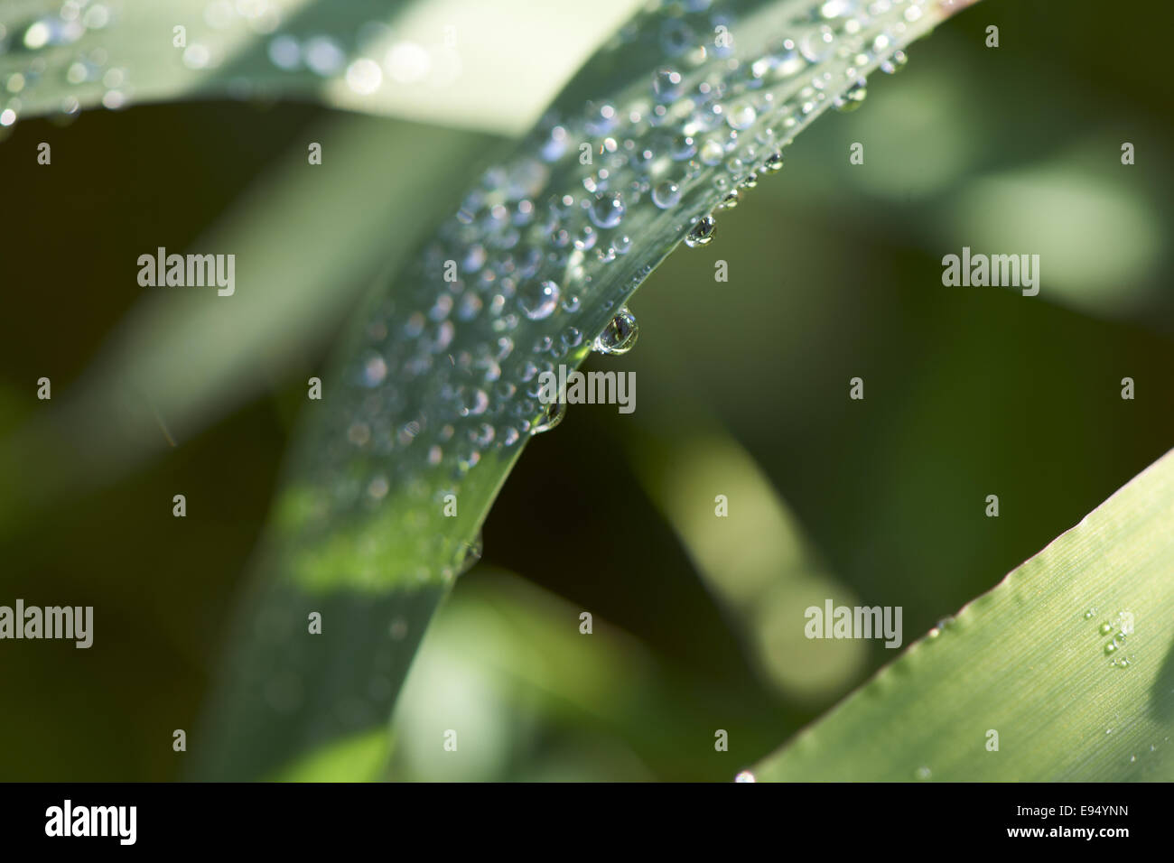 Wassertropfen gras hi-res stock photography and images - Alamy