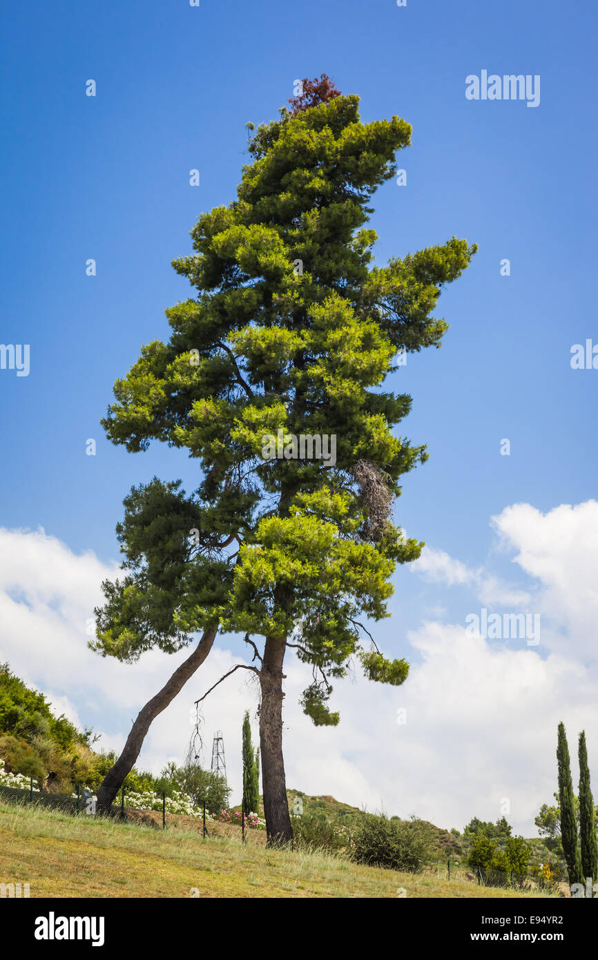 Nice shape trees hi-res stock photography and images - Alamy