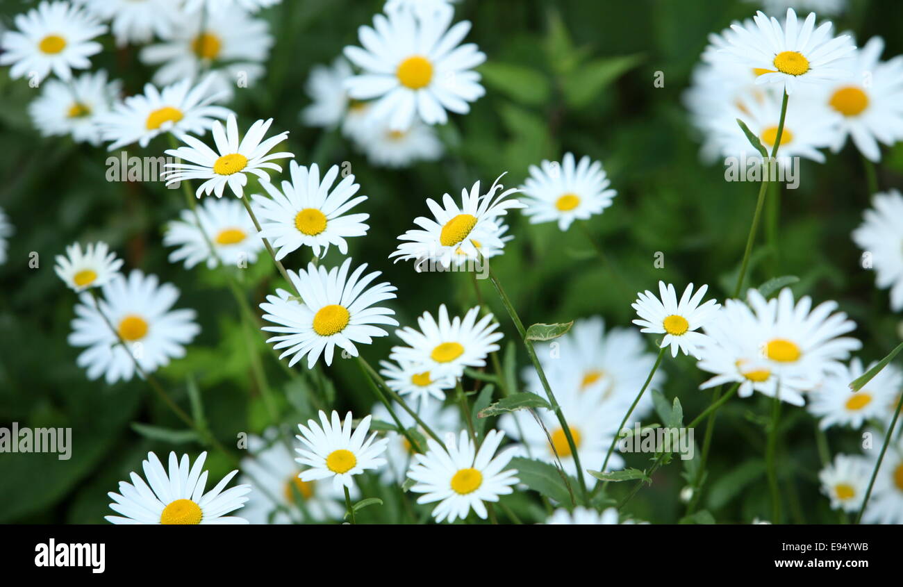 Wild Yellow Daisies High Resolution Stock Photography and Images - Alamy