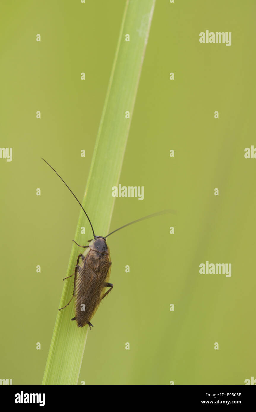 European cockroach hi-res stock photography and images - Alamy