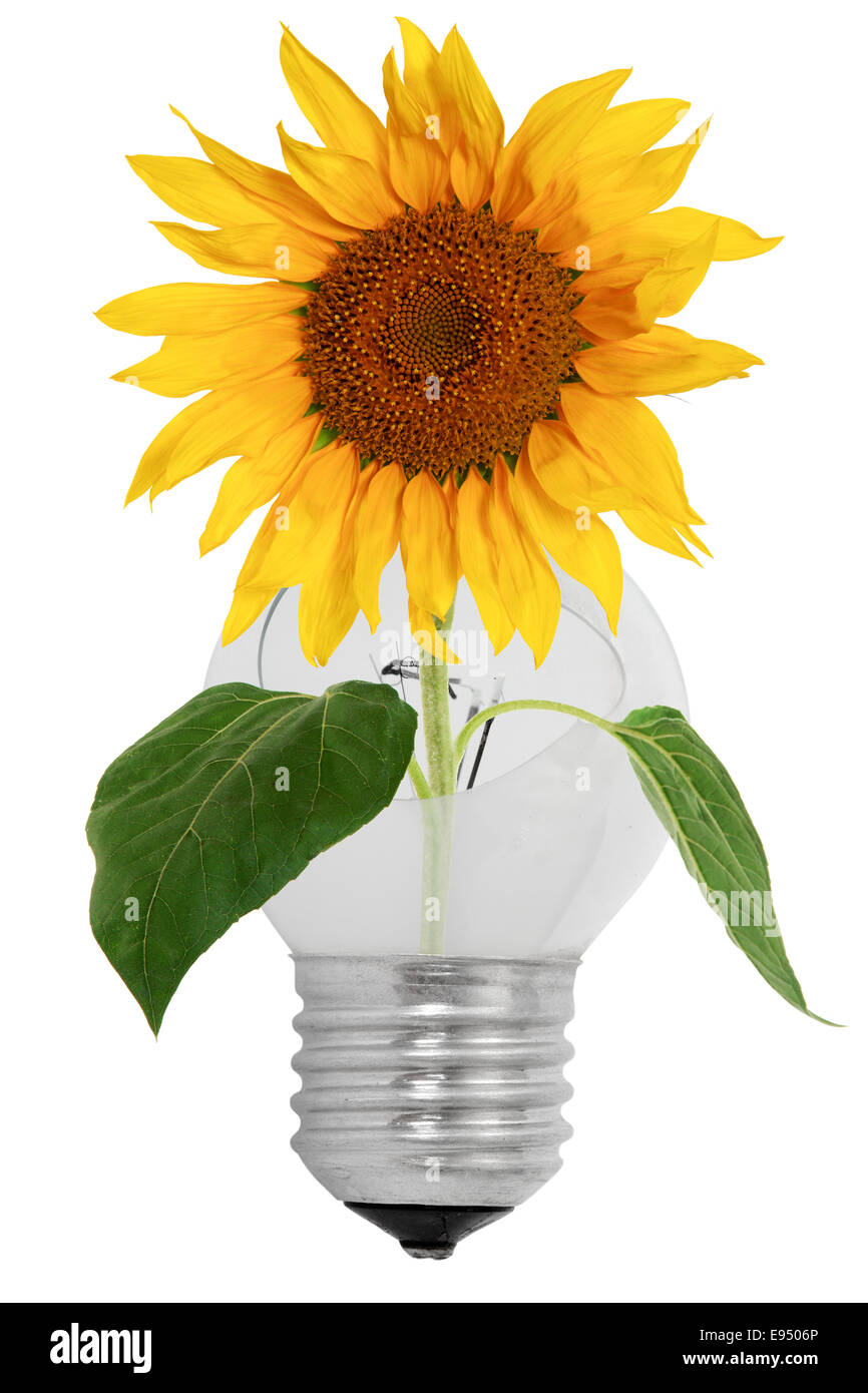 Shattered light bulb sunflower hi-res stock photography and images - Alamy
