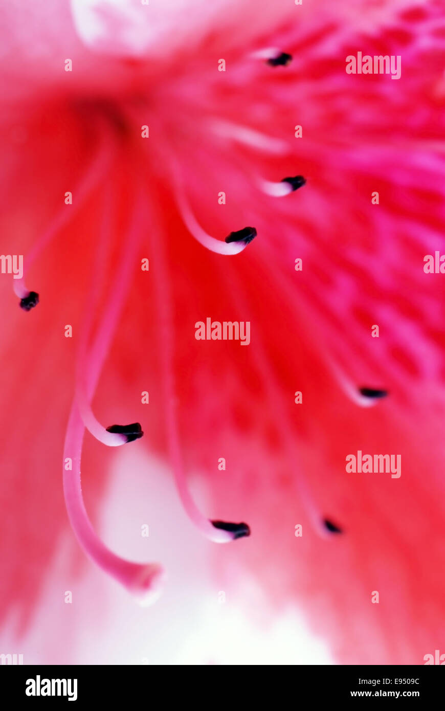Pink Azalea flower Stock Photo - Alamy