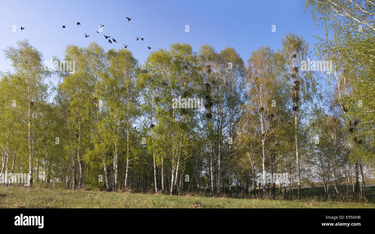 Rookery bird hi-res stock photography and images - Alamy
