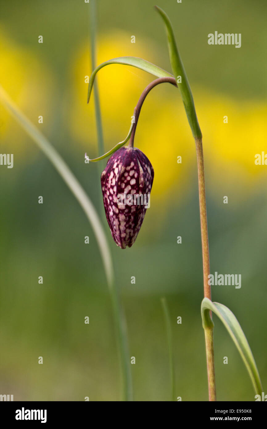 Checkered lily, Fritillaria meleagris Stock Photo - Alamy