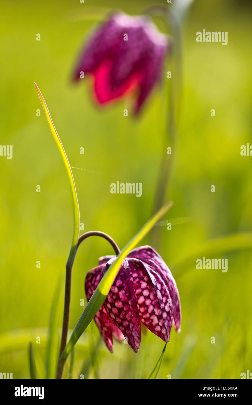 Checkered lily, Fritillaria meleagris Stock Photo - Alamy
