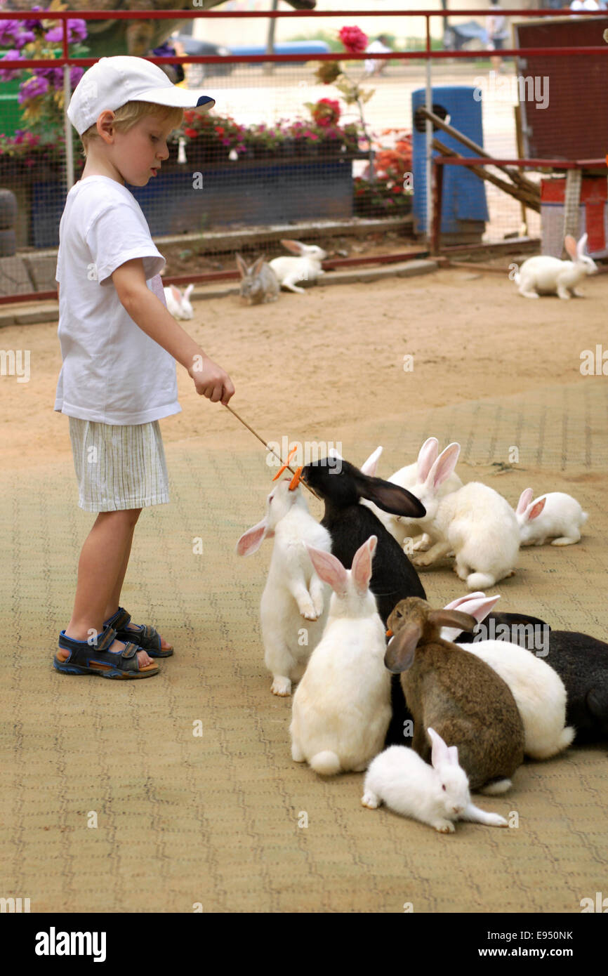 Little boy feed group rabbits Stock Photo - Alamy