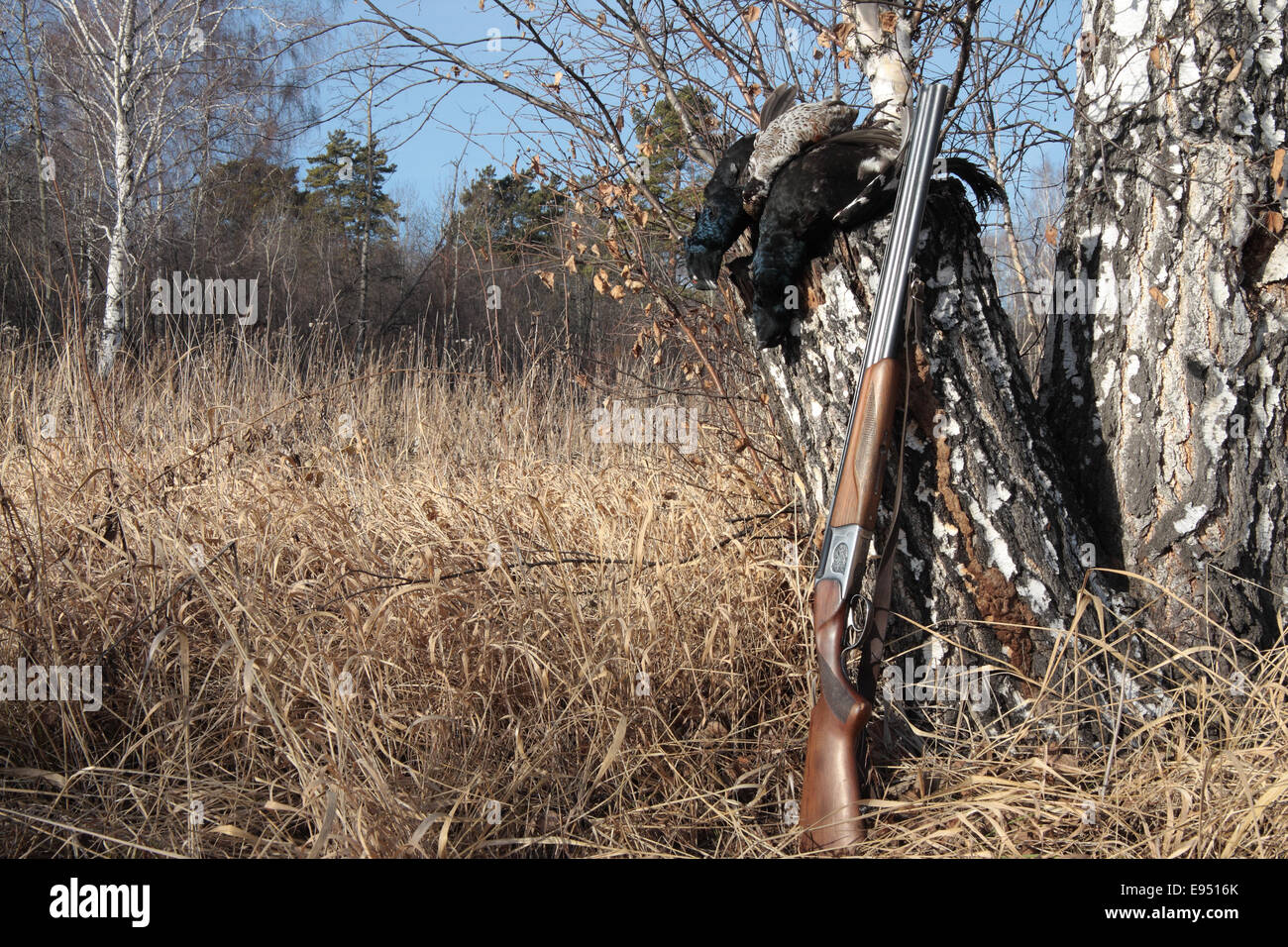 Gun and black grouse Stock Photo - Alamy