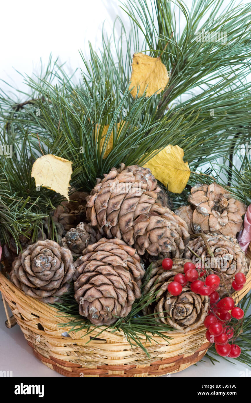 Cedar cones hi-res stock photography and images - Alamy