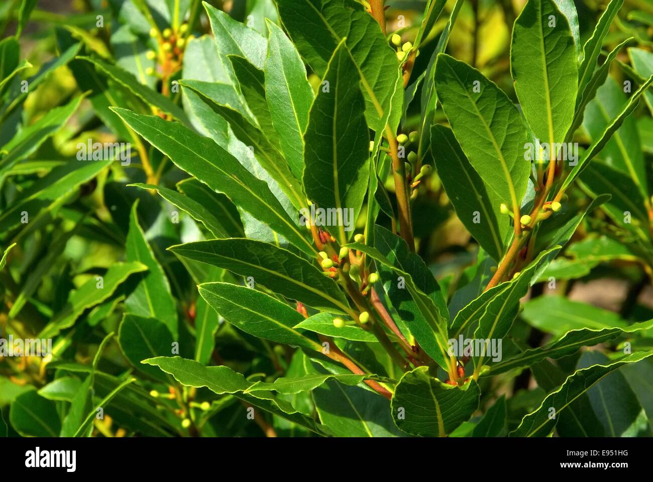 Echter lorbeer hi-res stock photography and images - Alamy