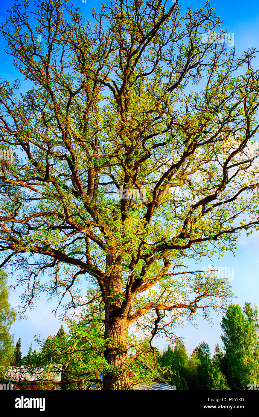 large Oak tree in full bloom Stock Photo - Alamy