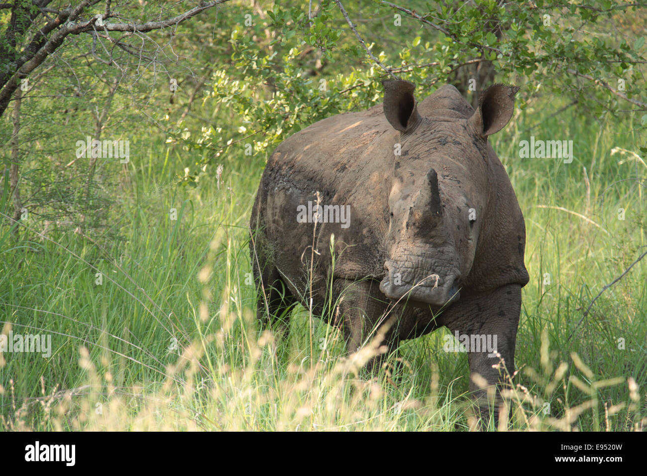 White rhino front view hi-res stock photography and images - Alamy