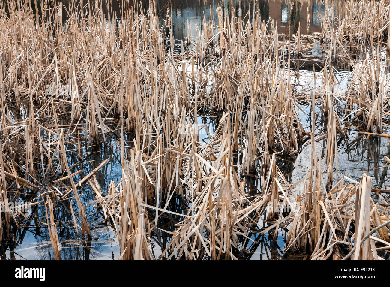 Swamp with dead plants at autumn Stock Photo - Alamy