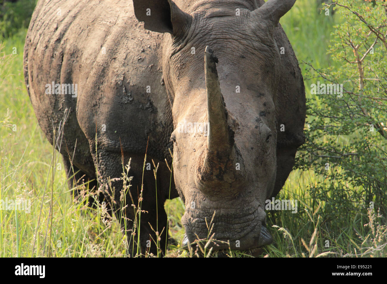 White Rhinoceros close-up Stock Photo - Alamy