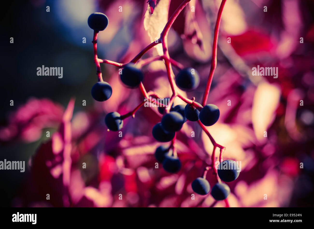 Wild grape berry Stock Photo - Alamy