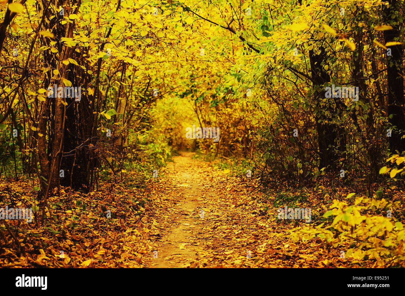 Golden forest with path Stock Photo - Alamy