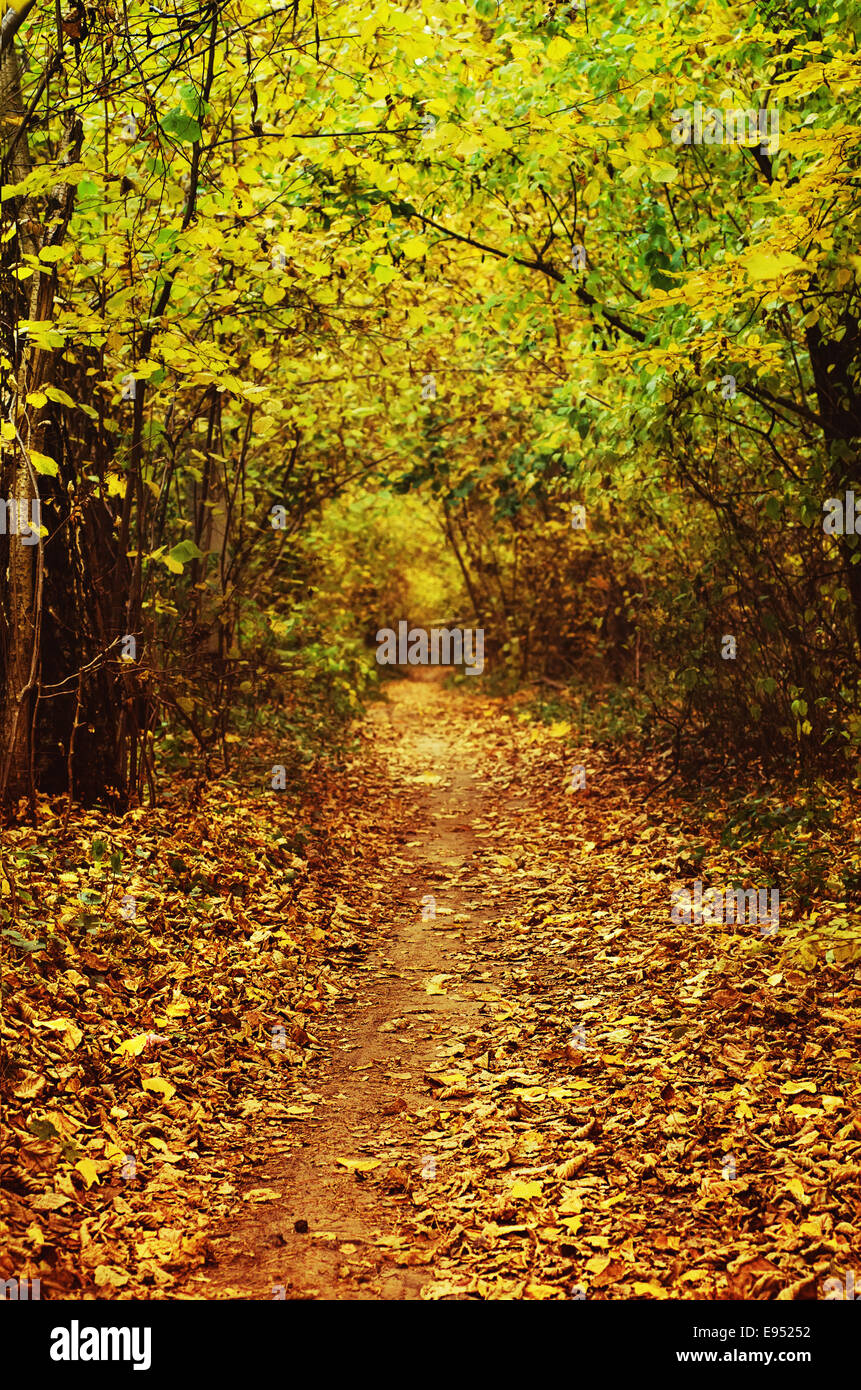 Golden forest with path Stock Photo - Alamy