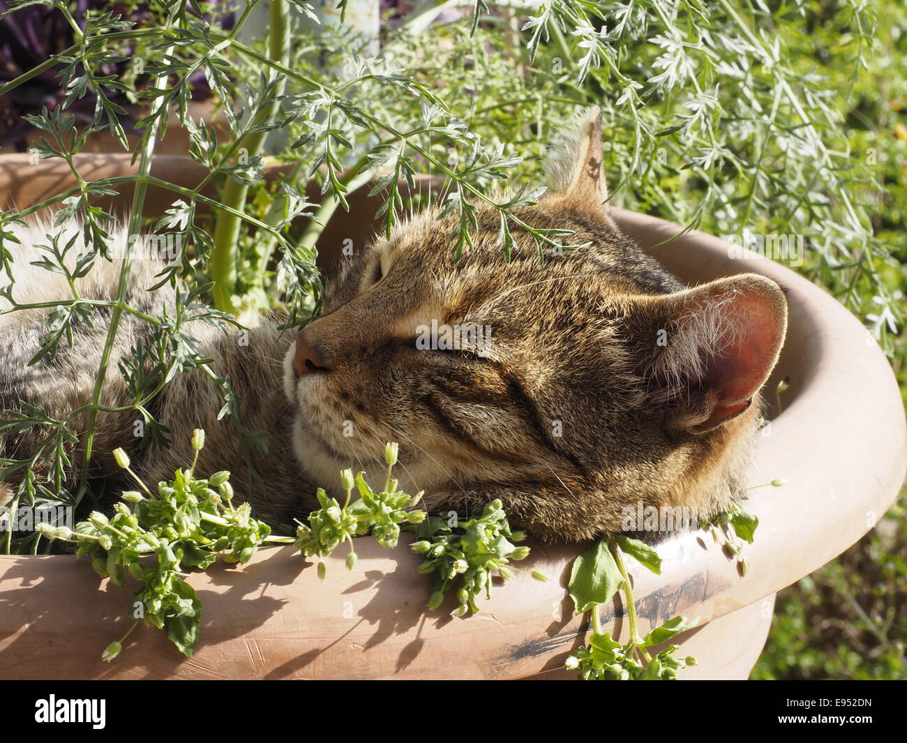 Tabby cat asleep not kitten hi-res stock photography and images - Alamy