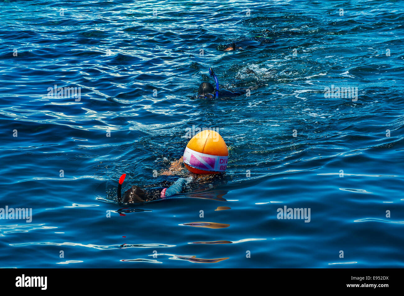 Snorkeler with diving buoy, Wakatobi Dive Resort, Sulawesi, Indonesia ...