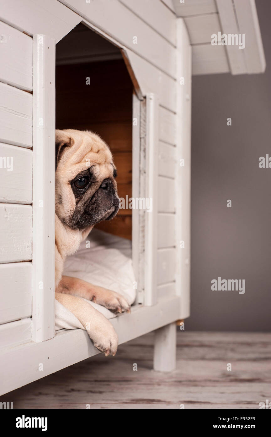 Beige pug lying in a kennel Stock Photo - Alamy
