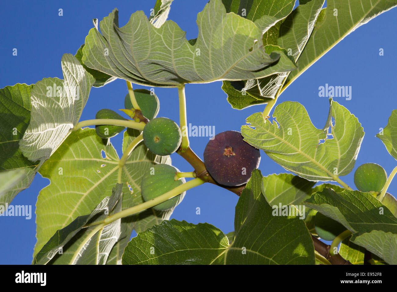 Common figs (Ficus carica) on the branch Stock Photo - Alamy