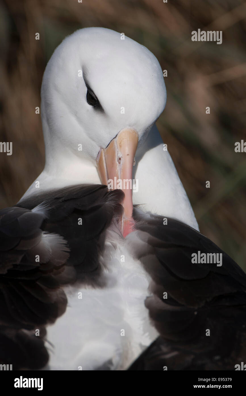 Black-browed Albatross or Black-browed Mollymawk (Thalassarche ...