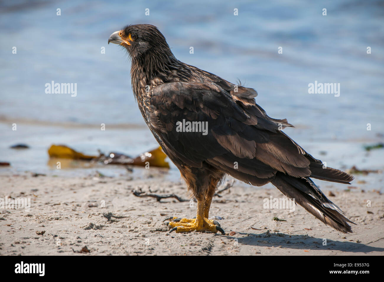 Striated Caracara or Johnny Rook (Phalcoboenus australis), one of the ... Striated Caracara or Johnny Rook (Phalcoboenus australis), one of the ...
