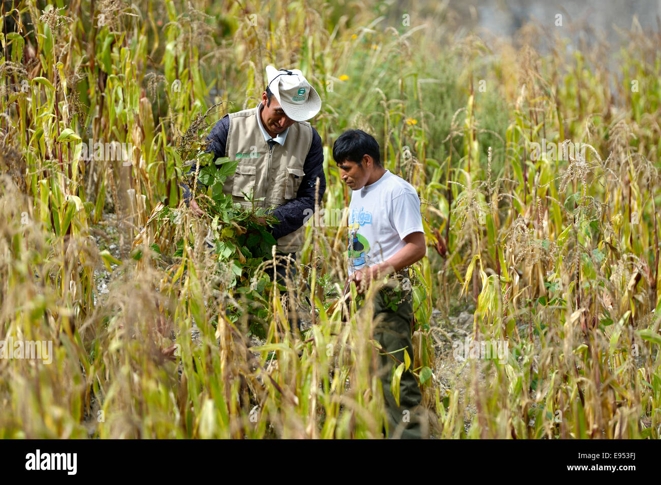 Foreign Worker Female High Resolution Stock Photography and Images - Alamy