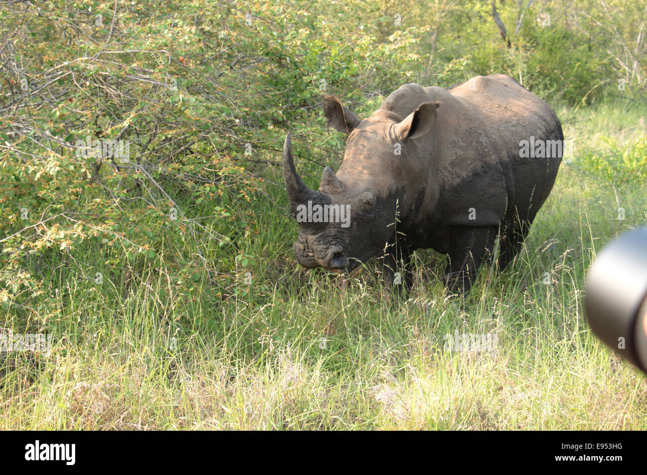 Shooting a White Rhinoceros Stock Photo - Alamy
