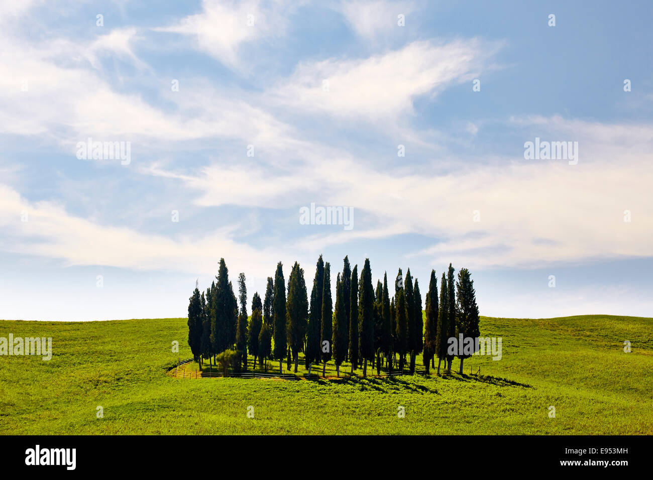 Group of cypress trees on a hilly field, Torrenieri, Tuscany, Italy ...