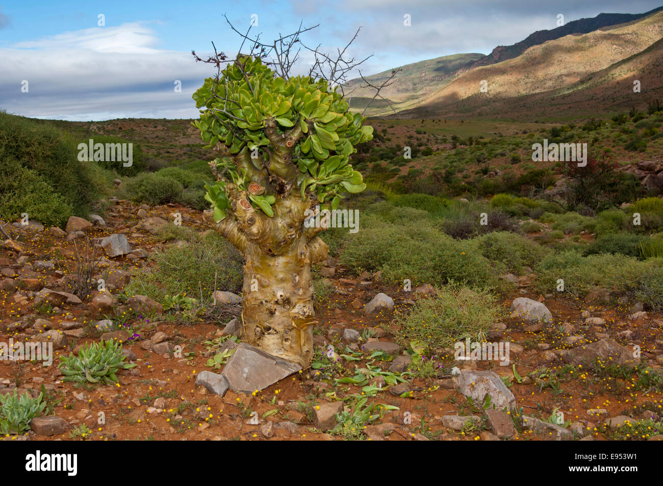 Botterboom or Butter Tree (Tylecodon paniculatus), Richtersveld, South ...