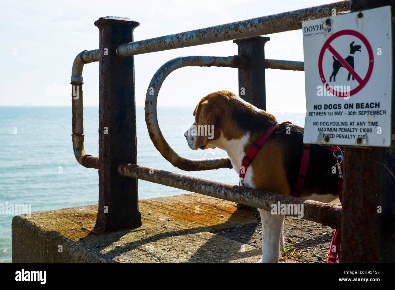 Dog ban on the beach, tricolor beagle dog next to prohibition sign, St ...