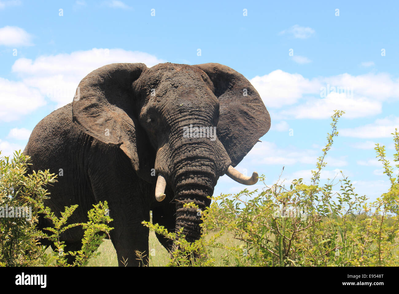 Approaching african elephant hi-res stock photography and images - Alamy