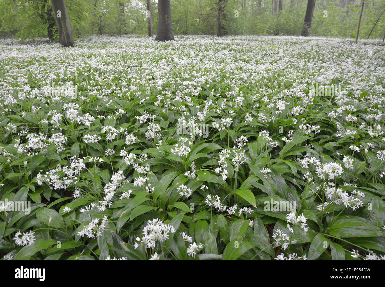 Flowering wild garlic (Allium ursinum) in spring forest, Leipzig ...