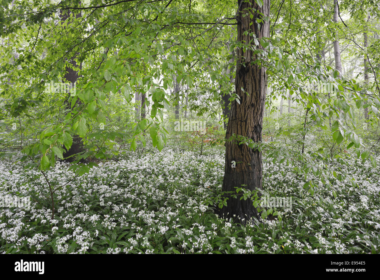 Flowering wild garlic (Allium ursinum) in spring forest, trees in fog ...