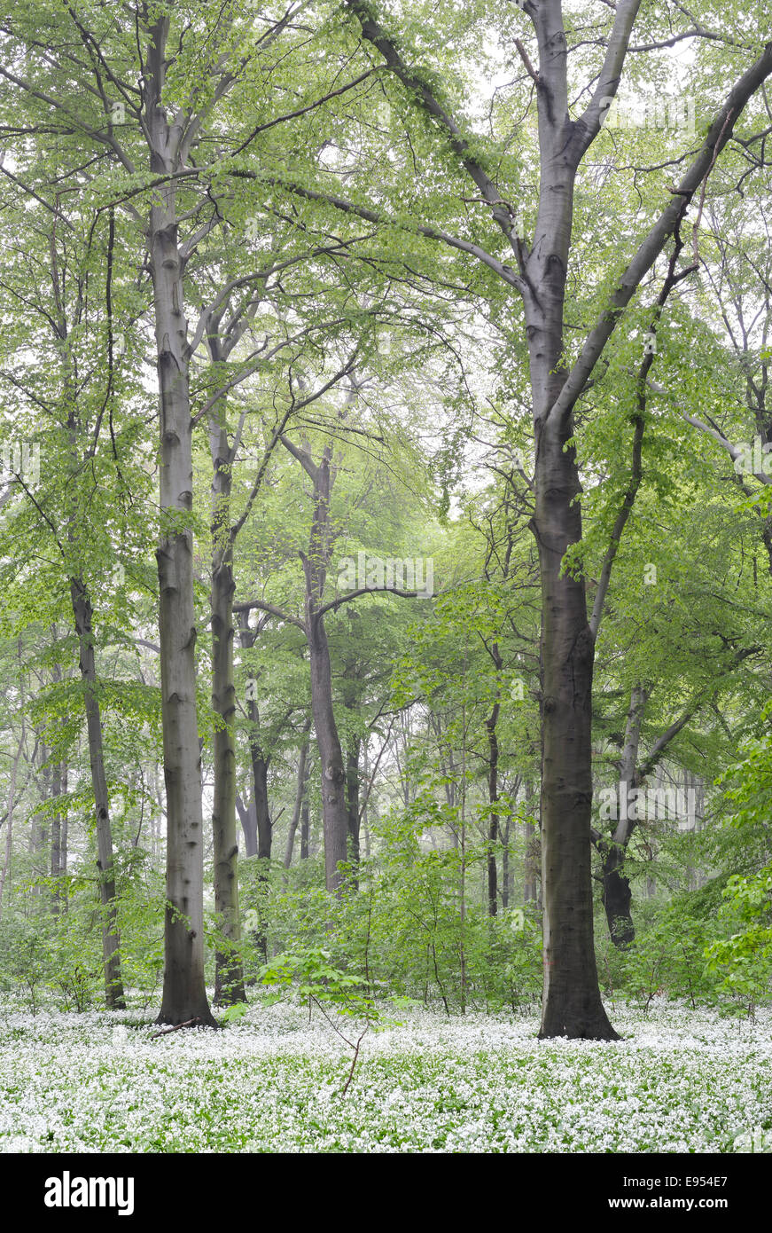 Flowering wild garlic (Allium ursinum) in spring forest, trees in fog ...