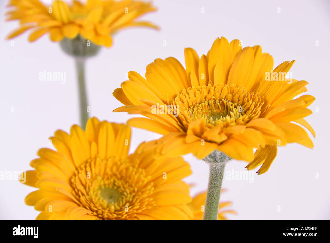 Gerberas on a white background Stock Photo - Alamy