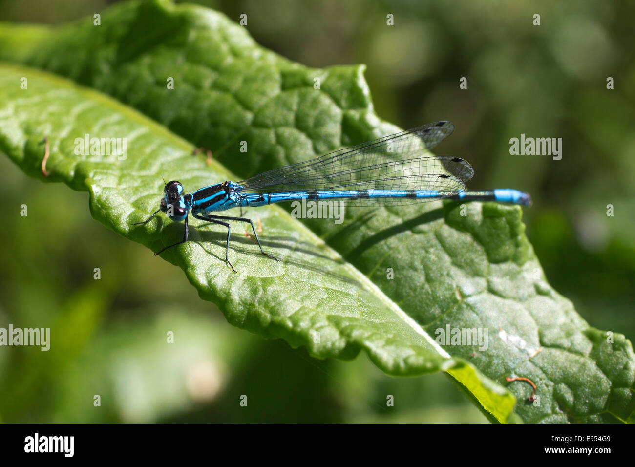 Male damselfly cornwall insect hi-res stock photography and images - Alamy