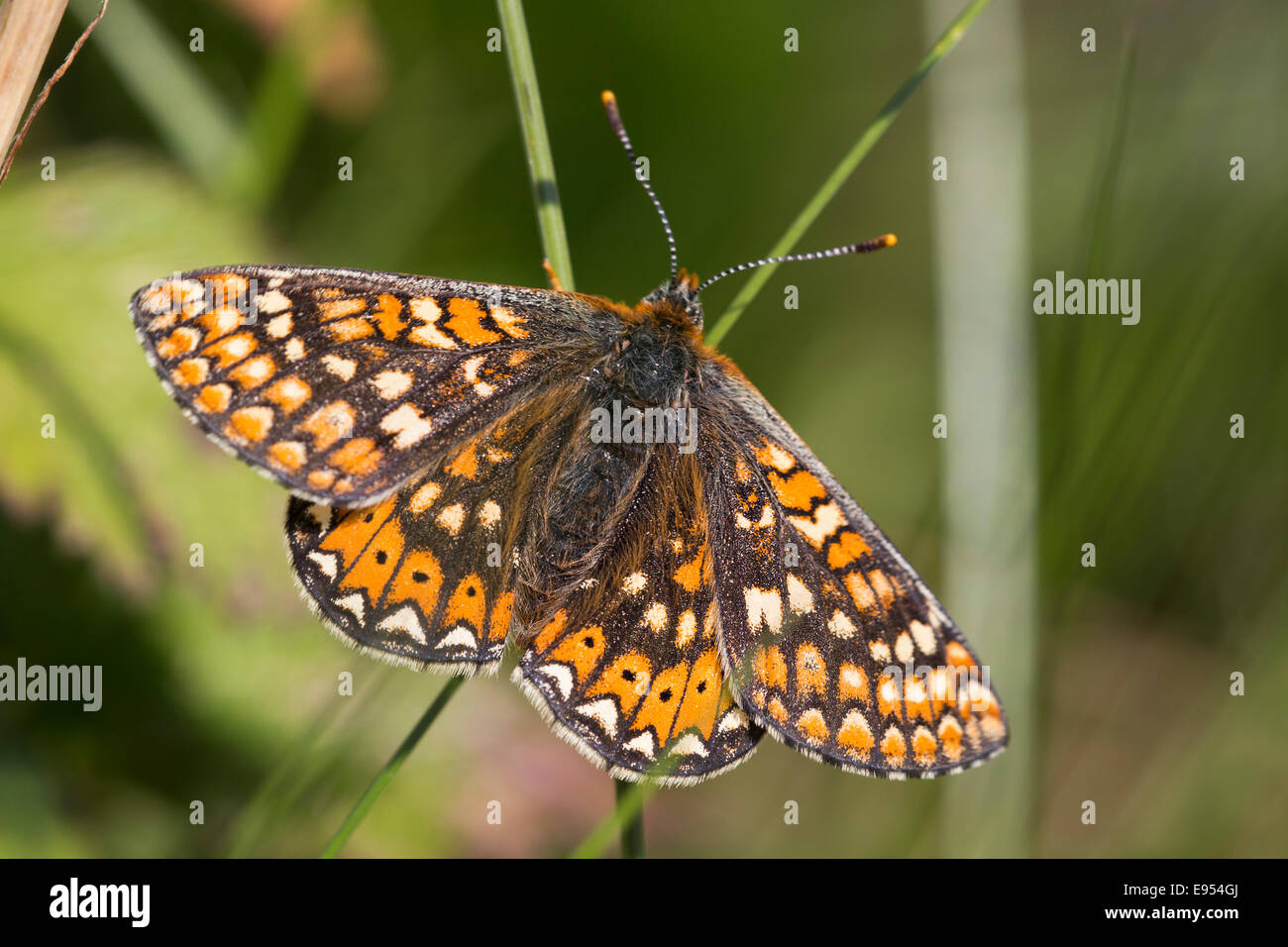 Marsh Fritillary butterfly, now becoming rare in the UK, The Lizard ...