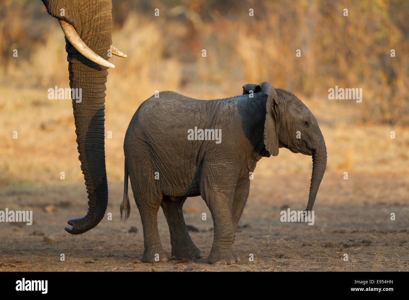 African Elephants (Loxodonta africana), cow's trunk and calf, Kruger ...