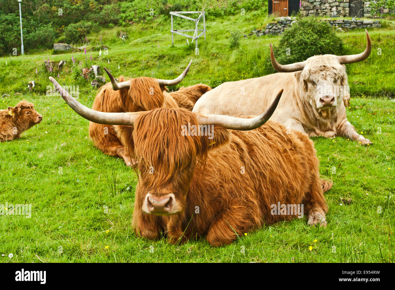 Group scottish highland cows in hi-res stock photography and images - Alamy