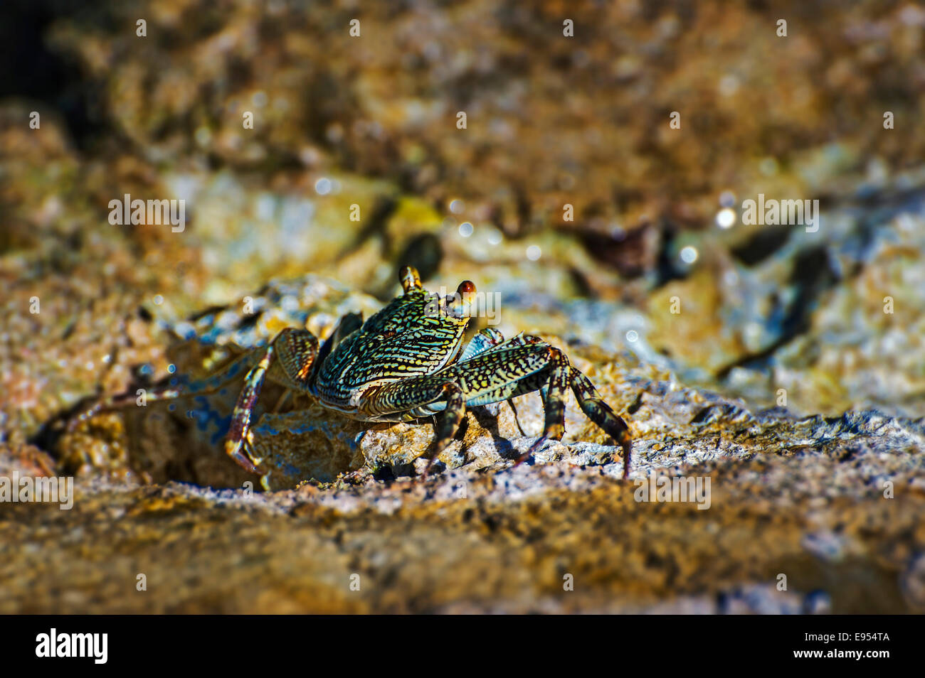 Sally-light-foot crab (Grapsus albolineatus), Wakatobi Dive Resort ...