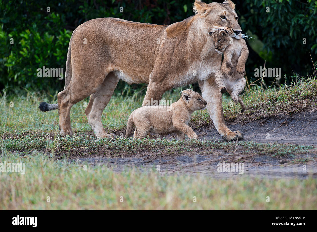 Lions (Panthera leo), lioness carrying disabled cub, the other one ...