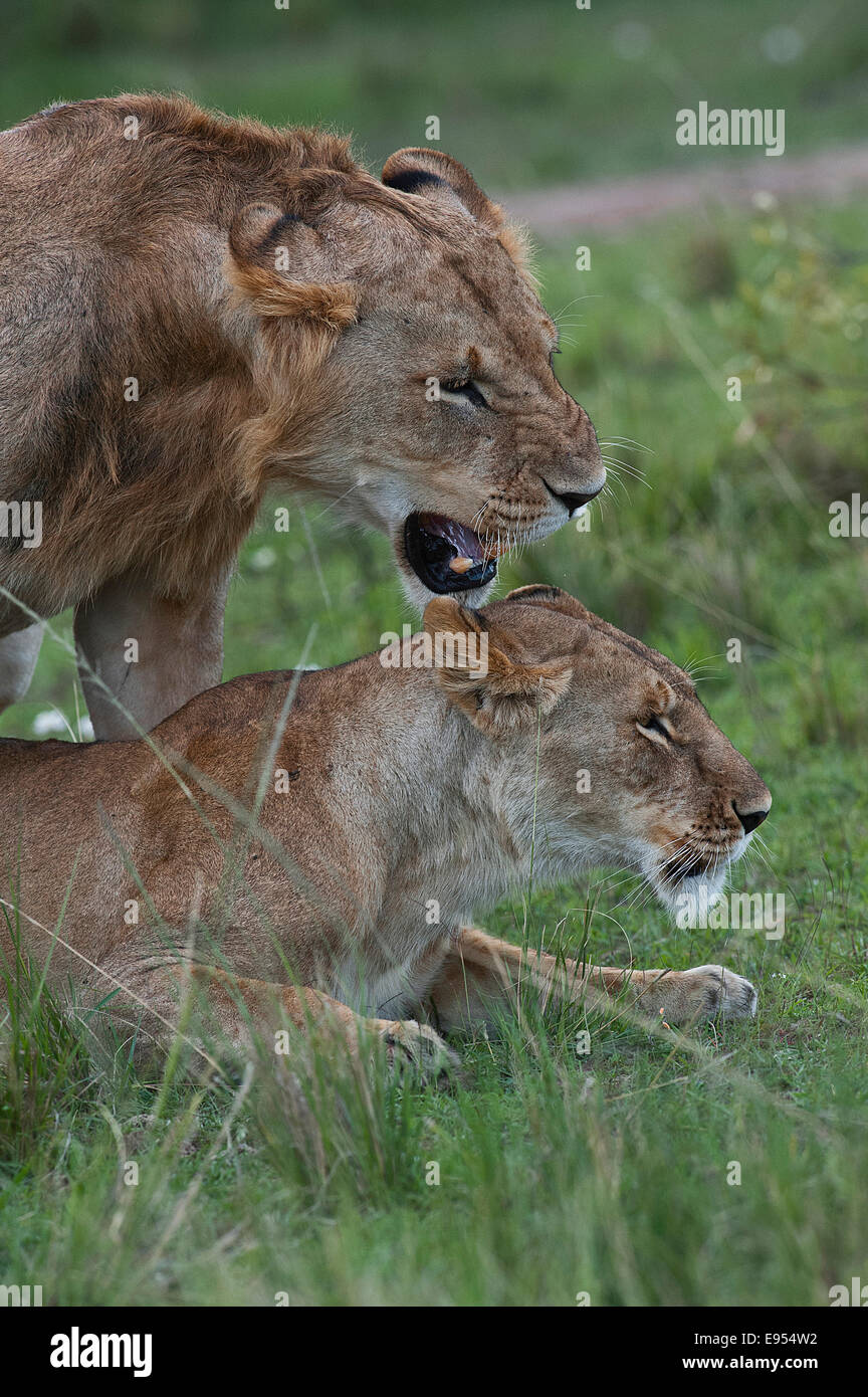 Lions (Panthera leo), couple mating, Maasai Mara, Kenya Stock Photo - Alamy