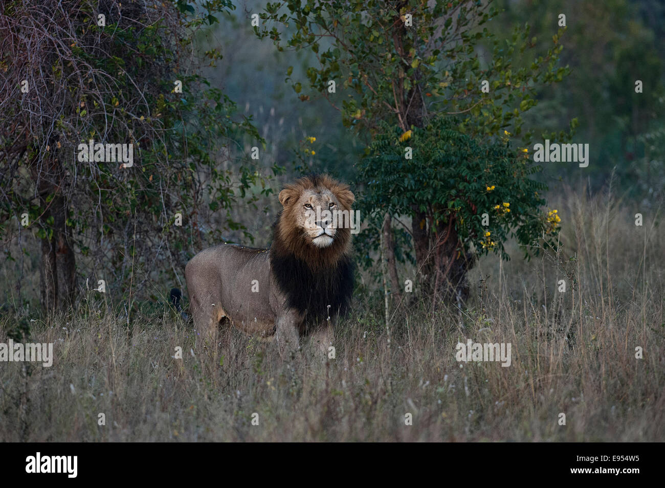 Lion (Panthera leo), maned lion, alert, South Africa Stock Photo - Alamy
