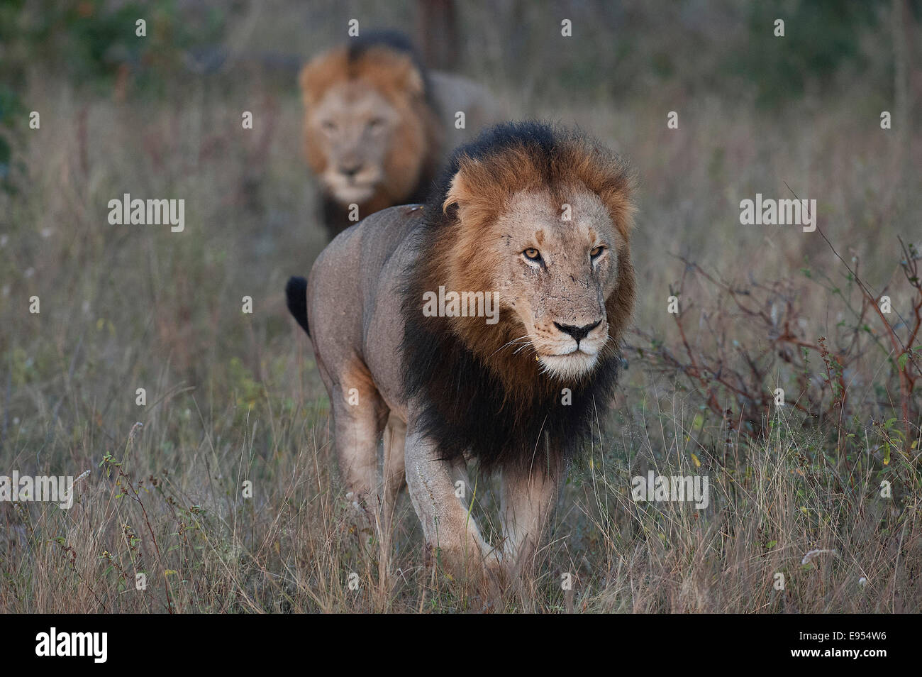 Two lions south africa hi-res stock photography and images - Alamy