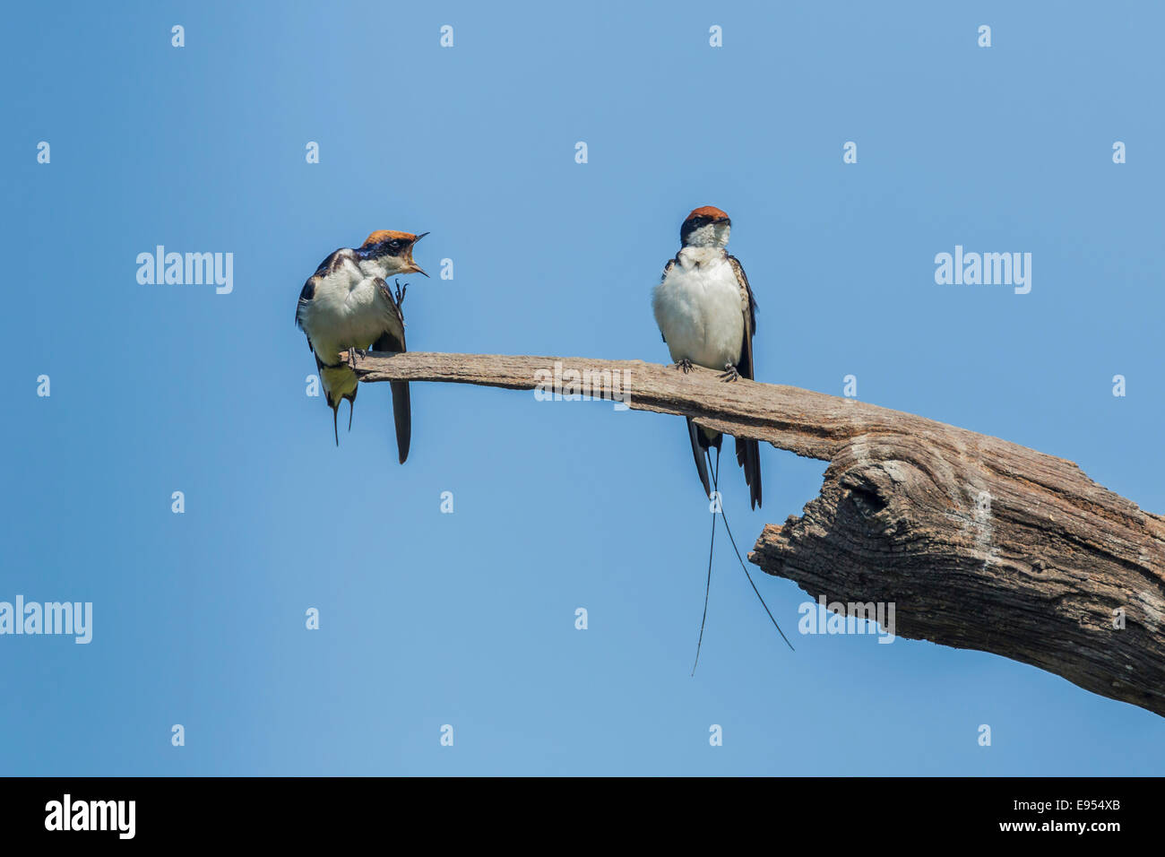 Wire-tailed Swallow (Hirundo smithii filifera), Keoladeo National Park ...
