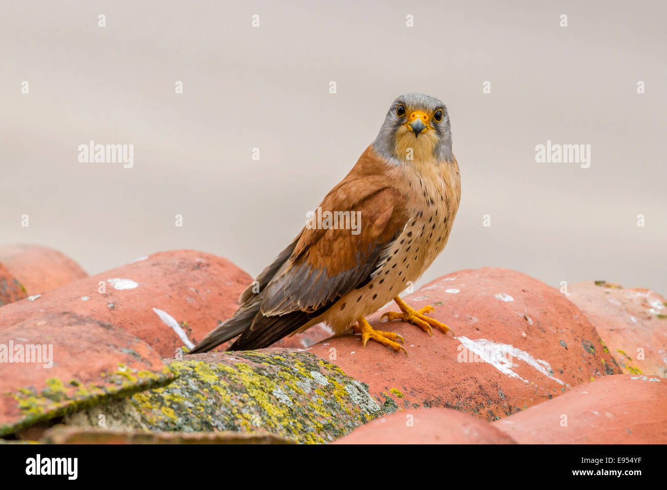 Lesser Kestrel (Falco naumanni), Extremadura, Spain Stock Photo - Alamy