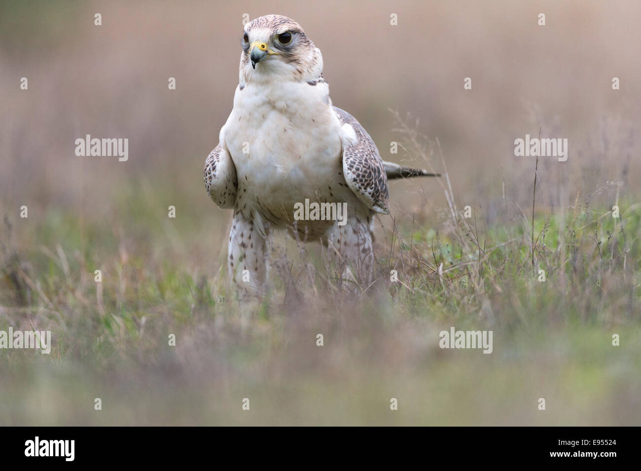 Saker Falcon (Falco cherrug), Baden-Württemberg, Germany Stock Photo ...