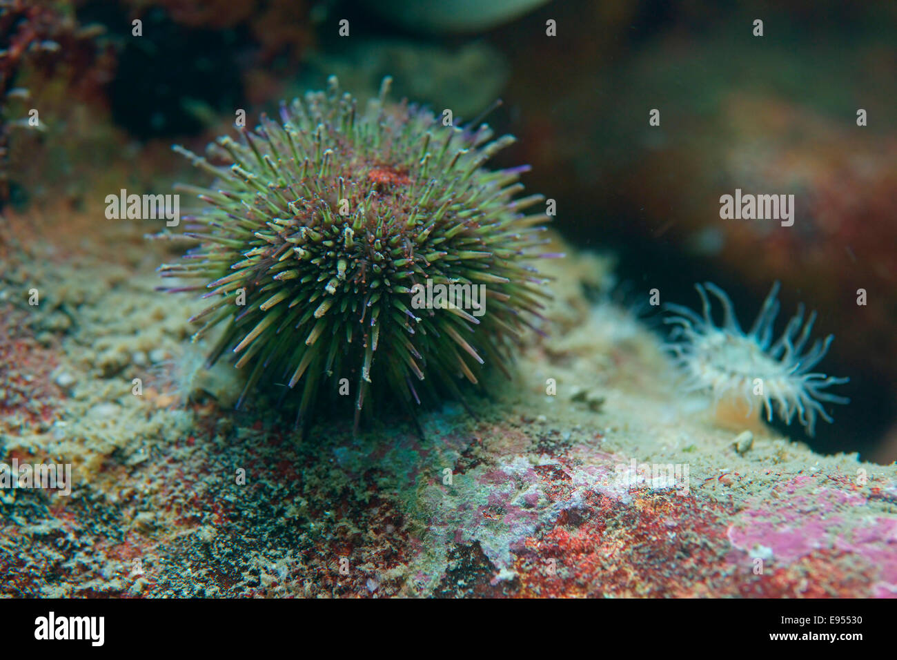 Green sea urchin (Psammechinus miliaris), sea water aquarium Helgoland ...