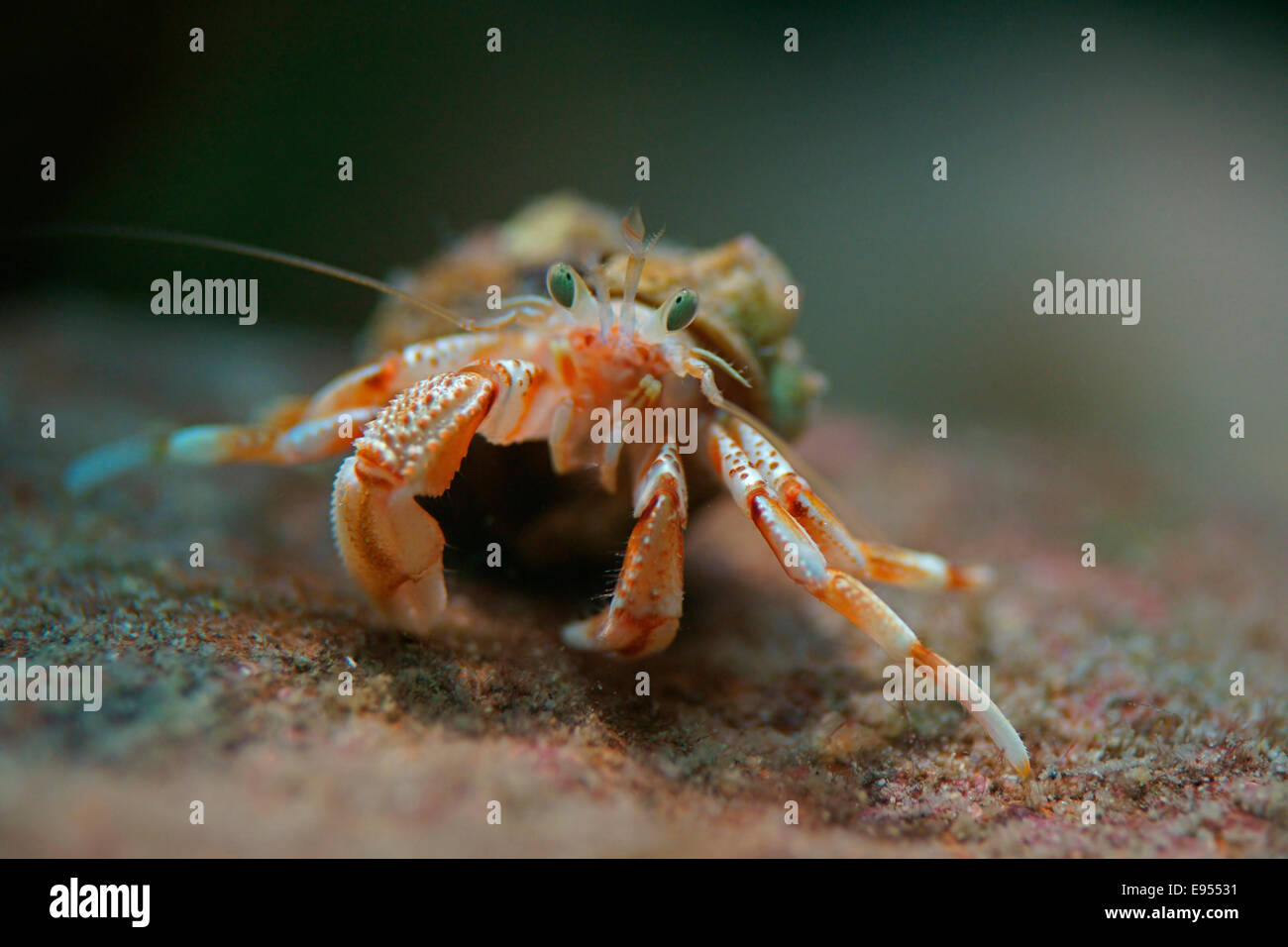 Common Hermit Crab (Pagurus bernhardus, Eupagurus bernhardus), sea ...